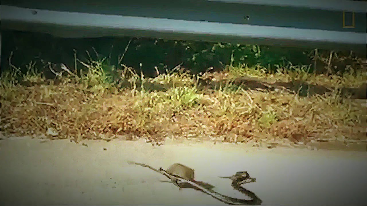 This snake was never seen again. Shamed to fame by a rat chasing it ...