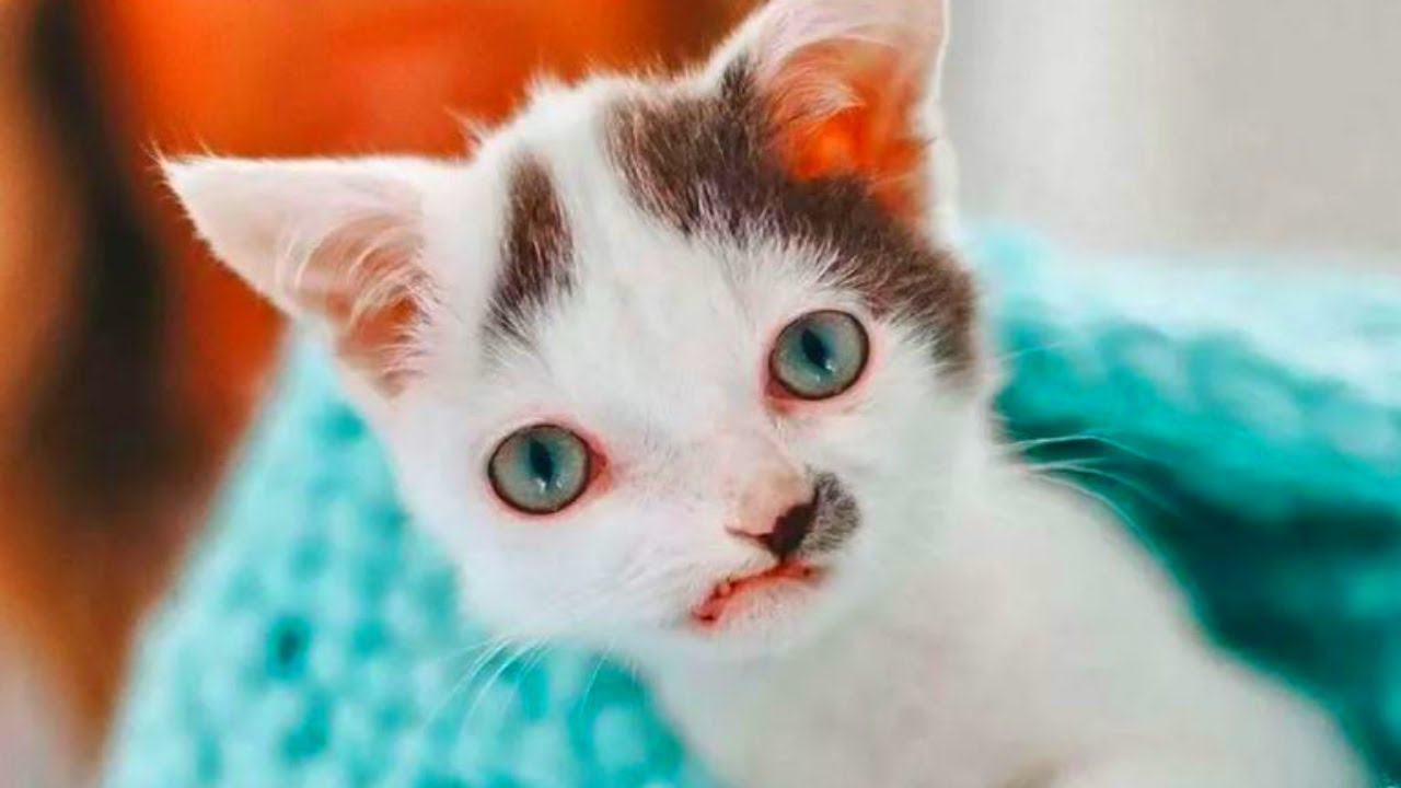Kitten Born With Deformity Makes Totally Unexpected Transformation ...