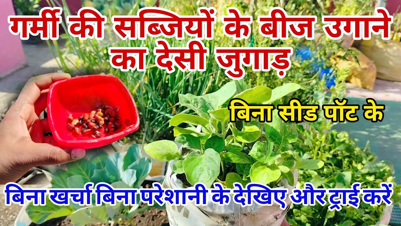 बिना Seed Pot के गर्मियों की सब्जियों के बीज उगाने का देसी तरीका |Best Summer Vegetable Growing ...