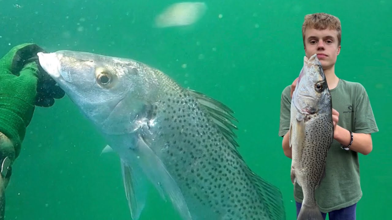 Spearfishing MASSIVE Spotted Grunter - Port Elizabeth, South Africa ...