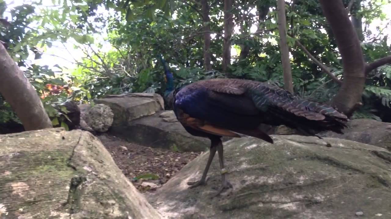 Java Green Peacock - YouTube