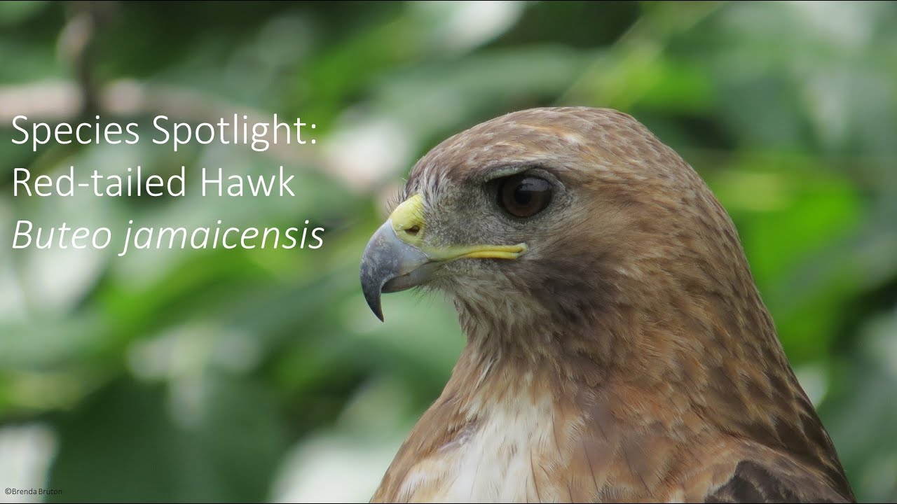 Red Tailed Hawk Beak