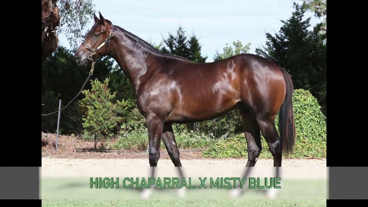 2017 Inglis Premier High Chaparral x Misty Blue - YouTube