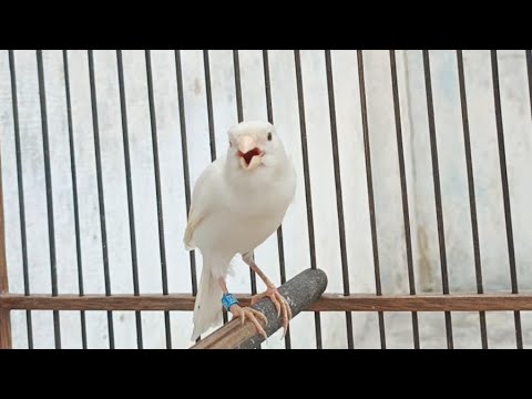 Russian canary singing - YouTube