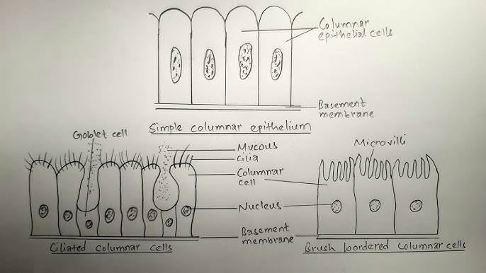 Ciliated Columnar Epithelium Diagram