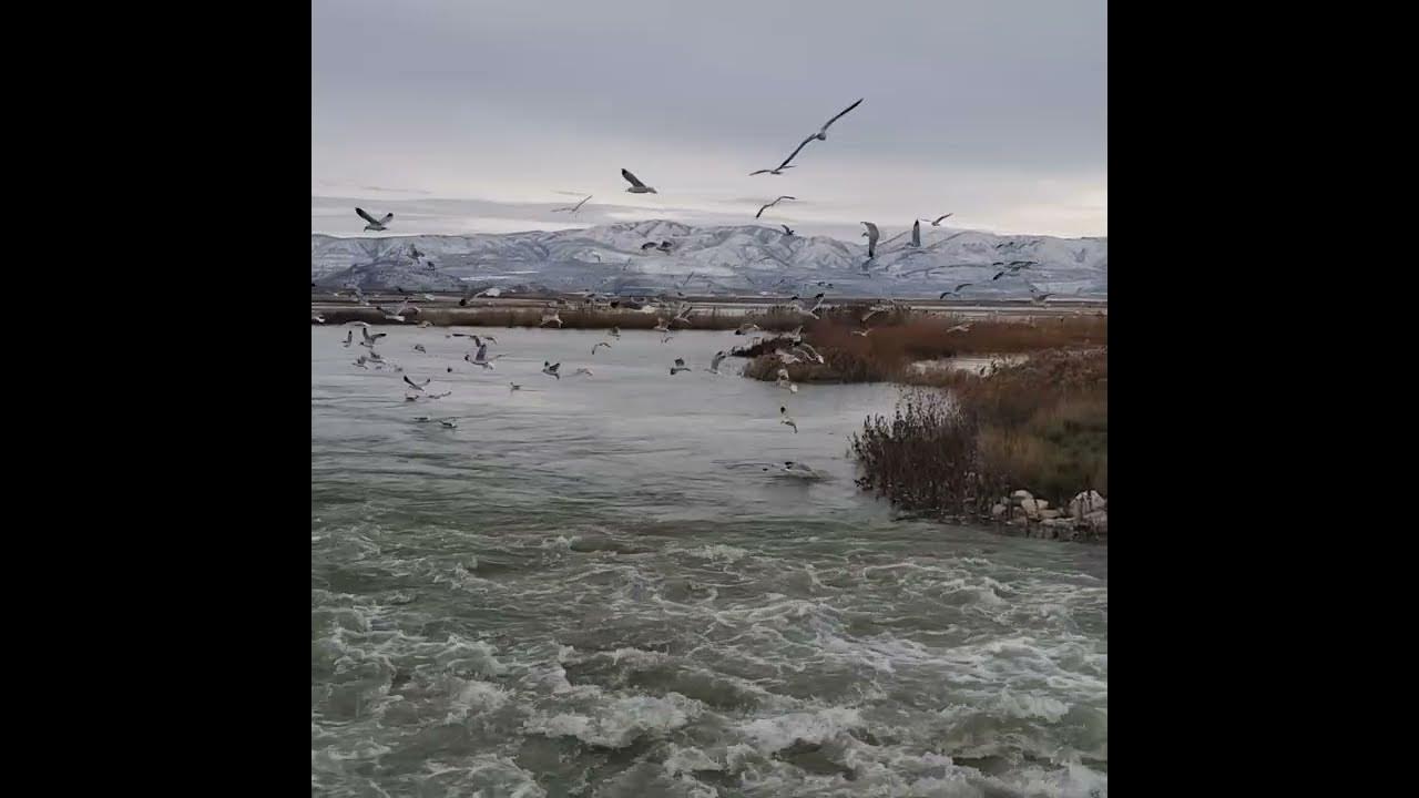 Bear River Migratory Bird Refuge, Utah - YouTube