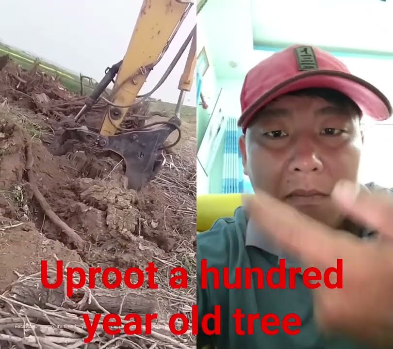 Uproot a hundred year old tree. #automobile #excavator #jcb #farming #bulldozer - YouTube