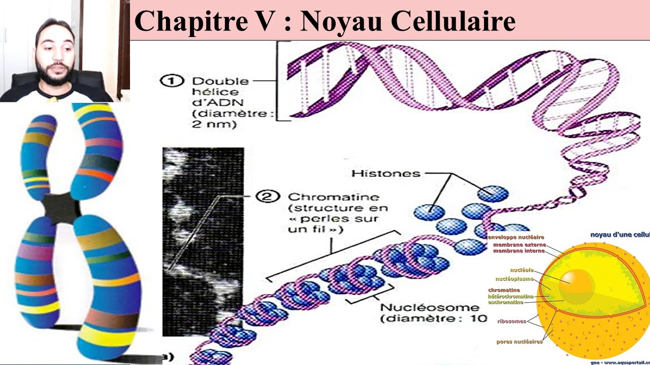 cours de biologie cellulaire s1 svi fssm et BCG 2023: le noyau ...