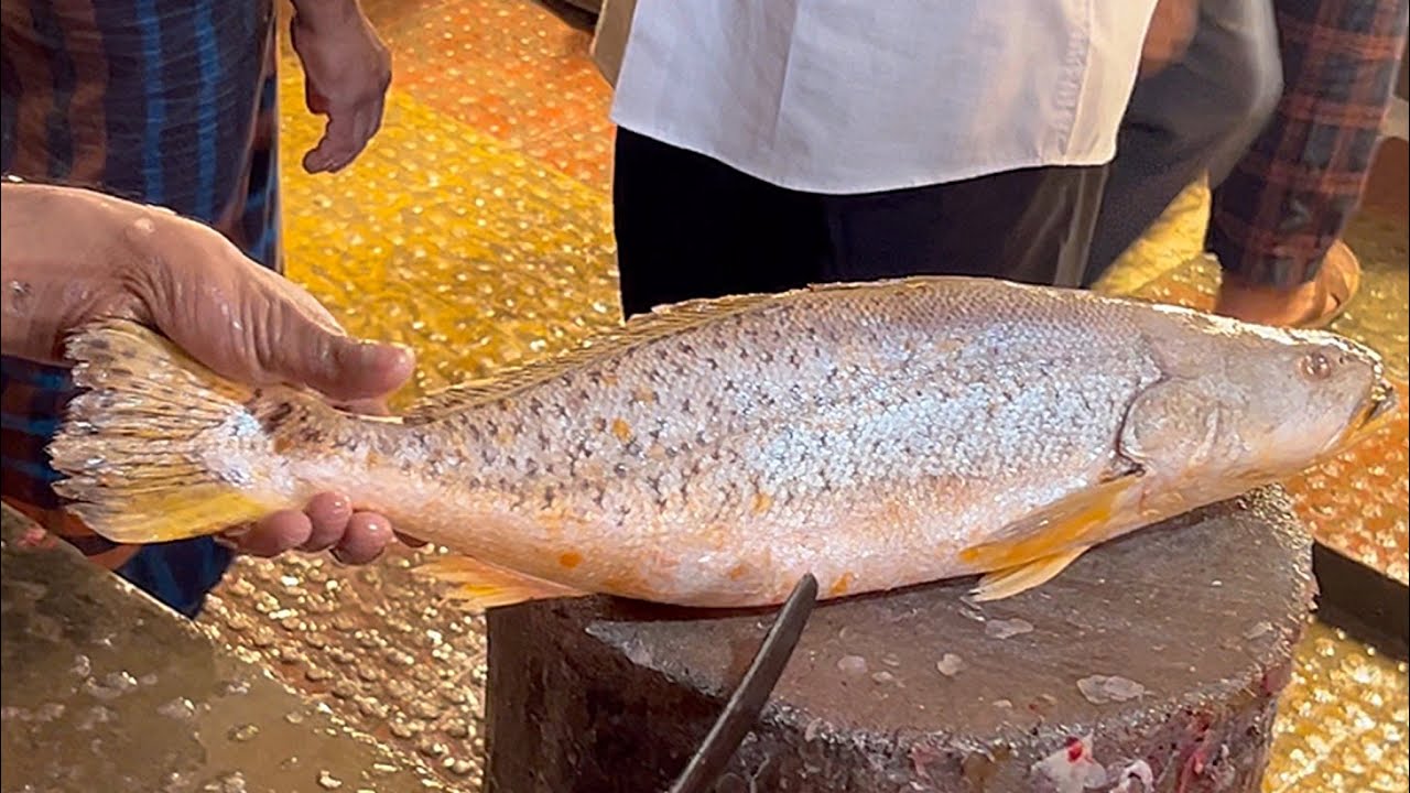Amazing Big Poa Fish Cutting Skills Live In Fish Market | Fish Cutting ...
