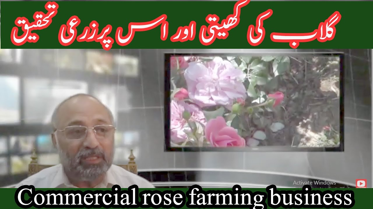 how to grow rose? cultivation of roses. Agriculture research on roses ...