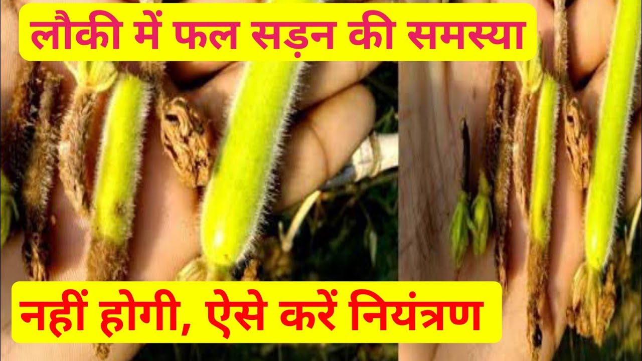 Gourd fruit rot disease and its treatment #rajz agritech #bottle gourd ...