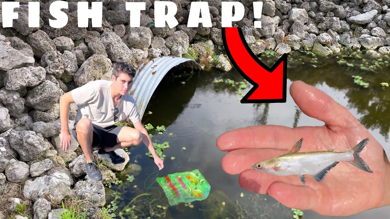 FISH TRAP CATCHES EXOTIC FRESHWATER SHARKS! - YouTube