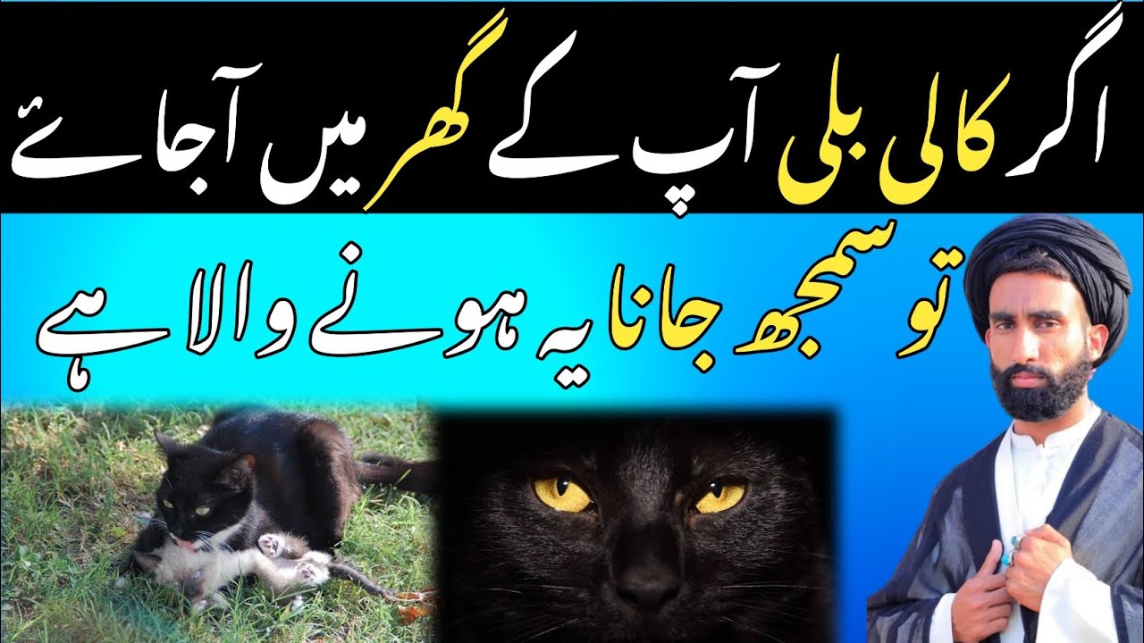 Kali billi ka ghar mean aana|billi ka achanak ghar me aana - YouTube