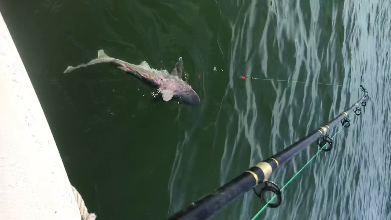 Cobia and shark footage - YouTube