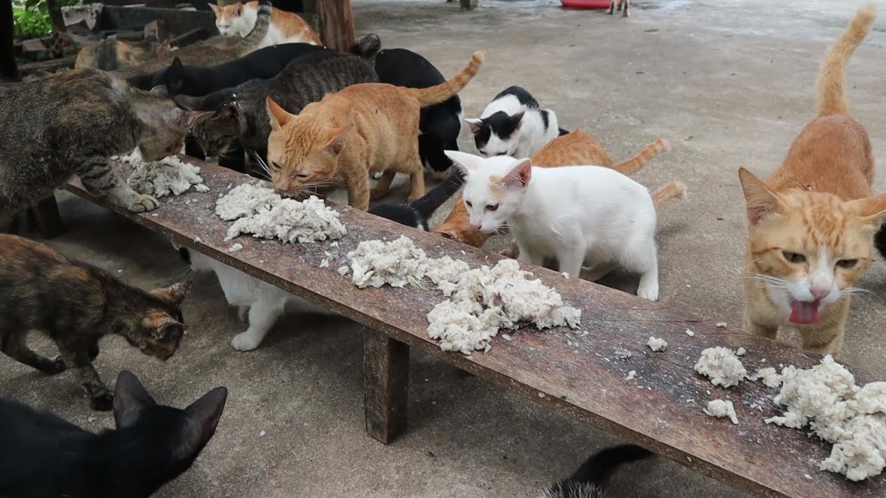 Cat Eating rice - YouTube