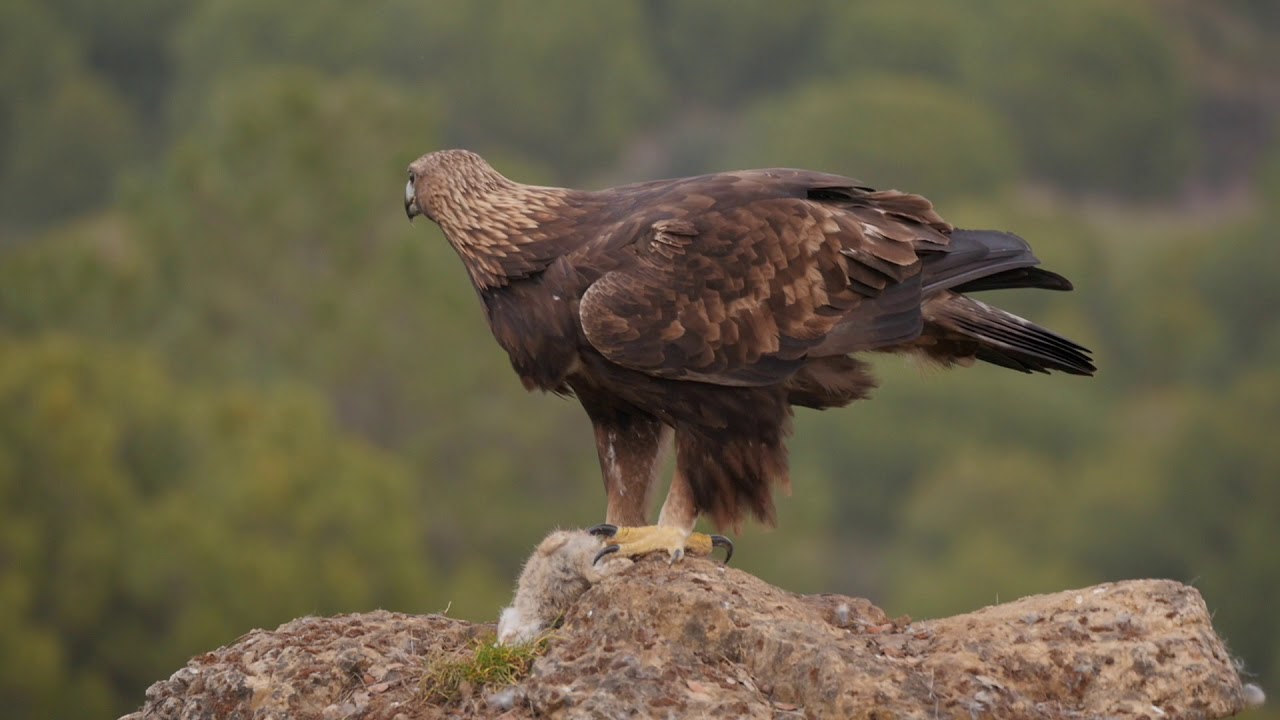 Golden Eagle feeding on a rabbit - YouTube