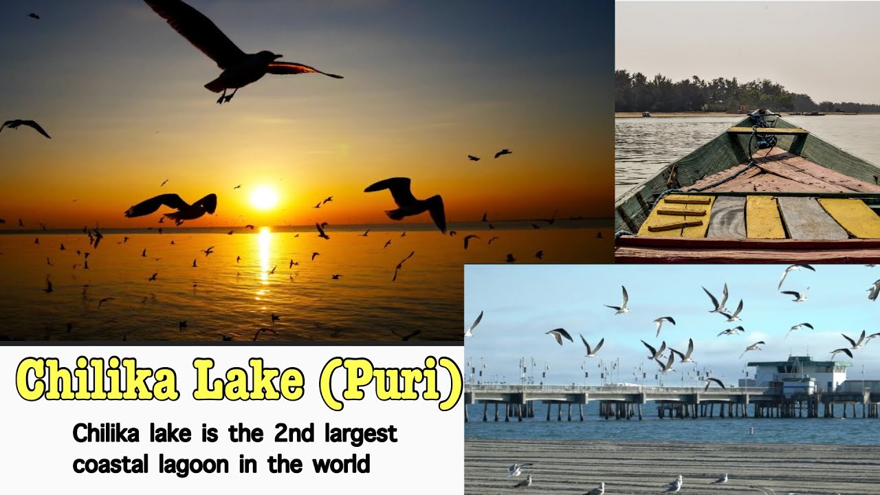 Chilika Lake Odisha| India's 2nd Largest Coastal Lagoon in The World ...