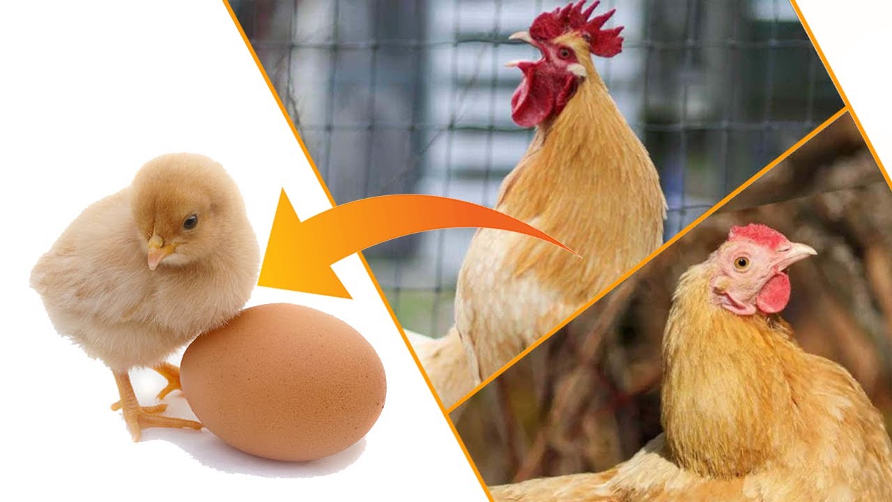 Namisa na ang Buff Orpington natin! - YouTube