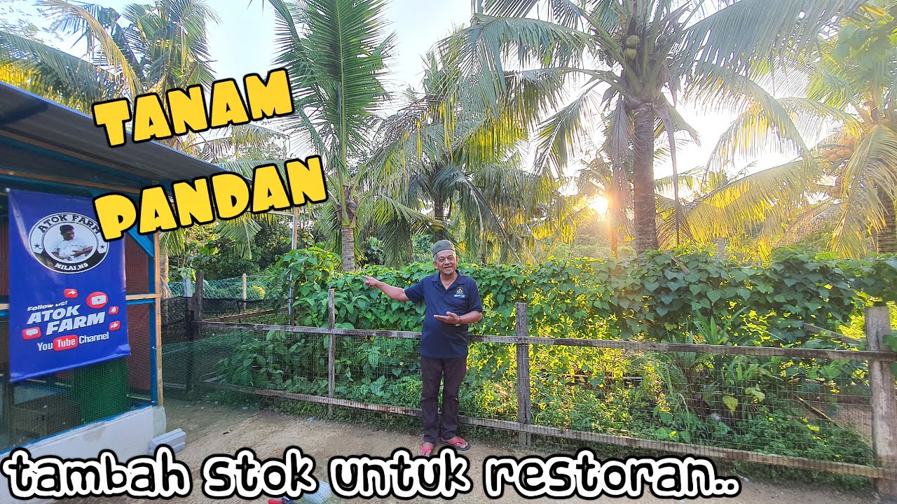 ️ MUDAHNYA TANAM PANDAN. KEBUN TENANG DI TEPI RUMAH - YouTube