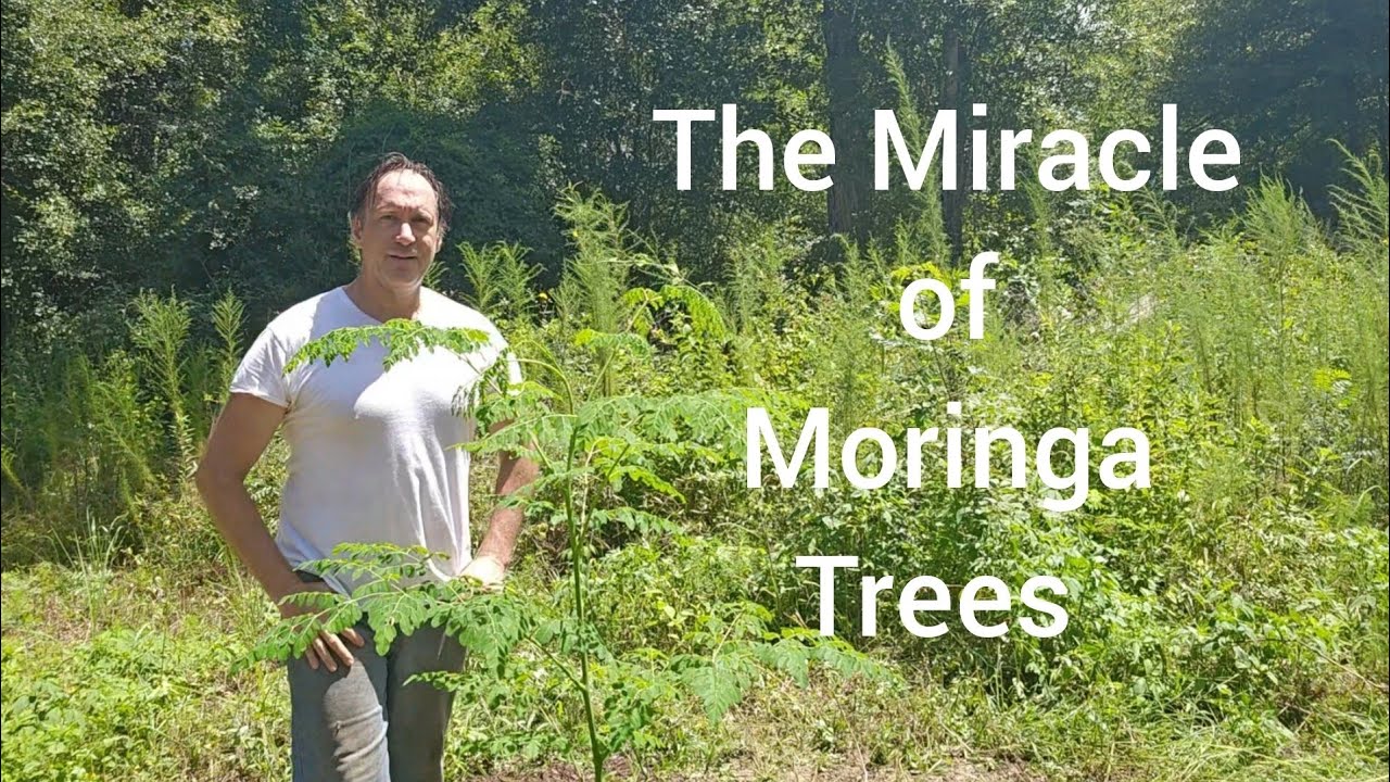 Moringa The Miracle Tree! Easy to Plant and Grow. The Ultimate Super ...