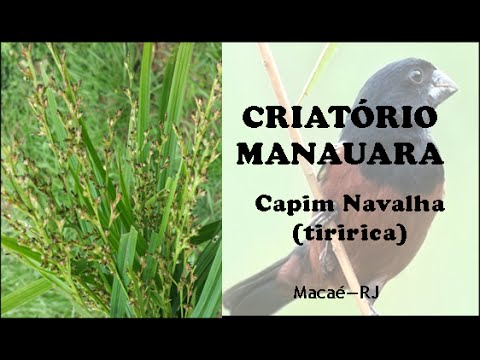Capim Navalha (tiririca) - YouTube