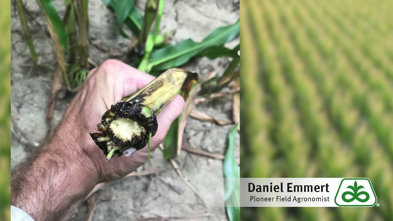Corn Physoderma Stalk Rot - YouTube