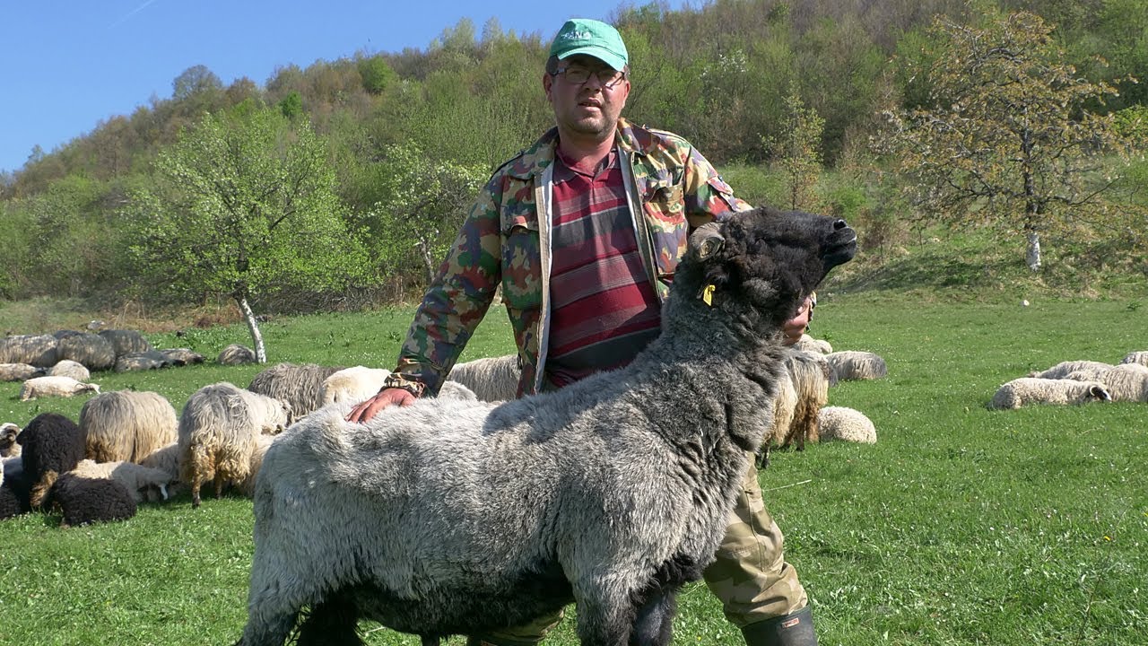 Dobar ovan zlata vrijedi, janjce ne prave pare - YouTube