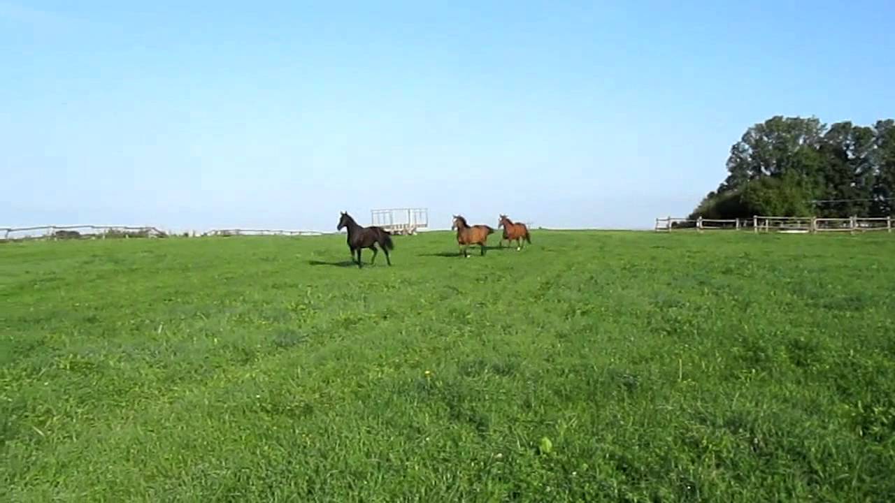 Koně cval 20.8.2011 - YouTube