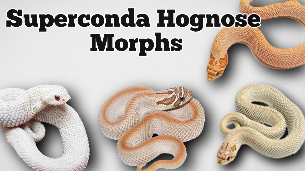 The Super Anaconda Morph and Gene Combinations in Hognose Snakes - YouTube