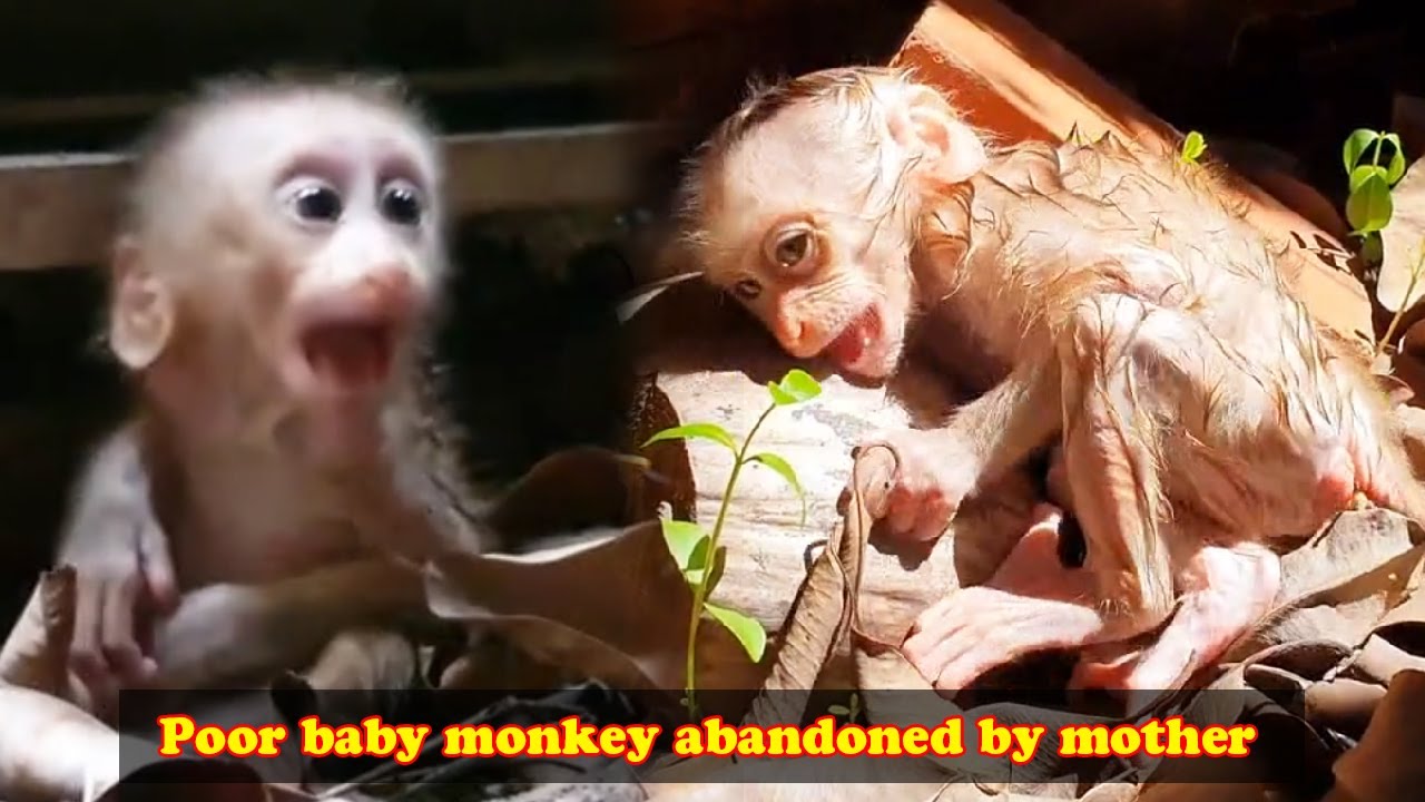 Heartbreaking! newborn monkey abandoned by mother and "cries ...