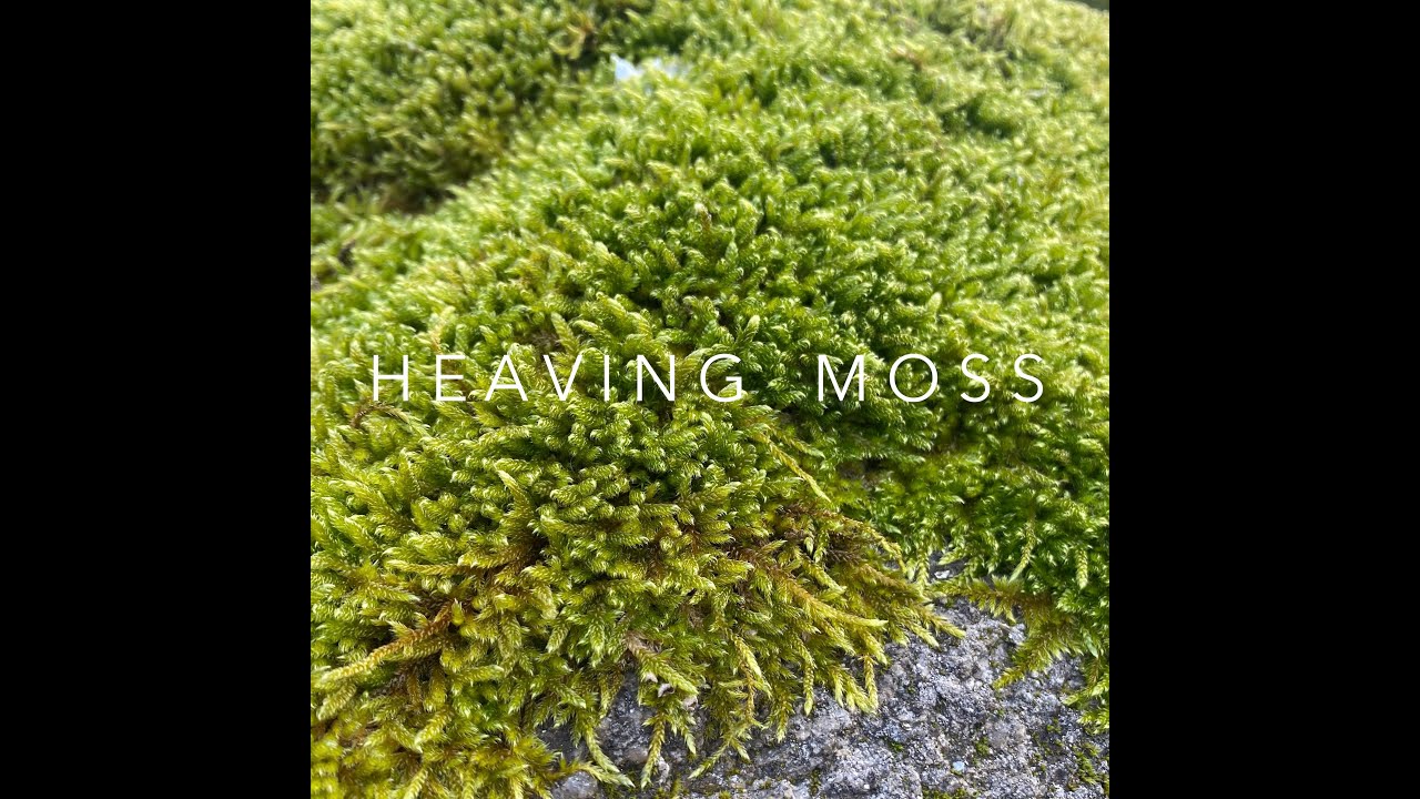 Heaving Moss - for bass clarinet, percussion & electronics – Barry O ...