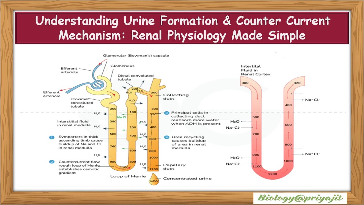 Understanding Urine Formation & Counter Current Mechanism: Renal Physiology Made Simple. - YouTube