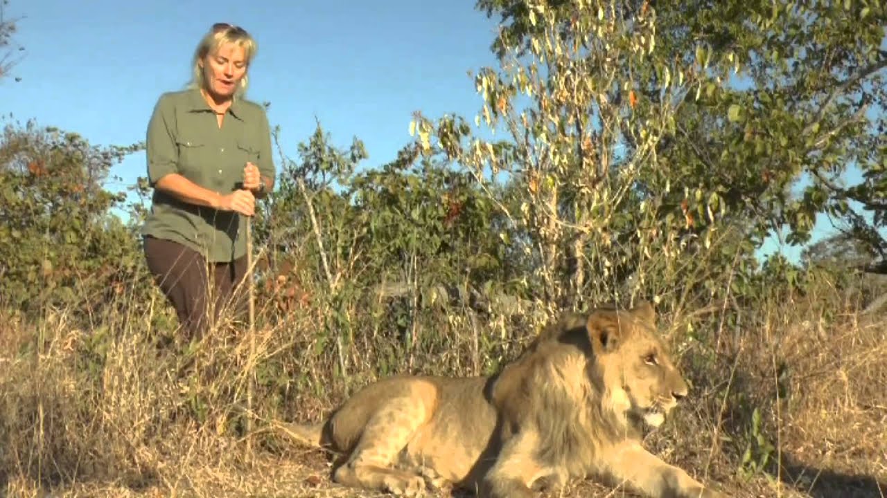 Walk with Lions, Zambia | Lion Encounter Victoria Falls - YouTube