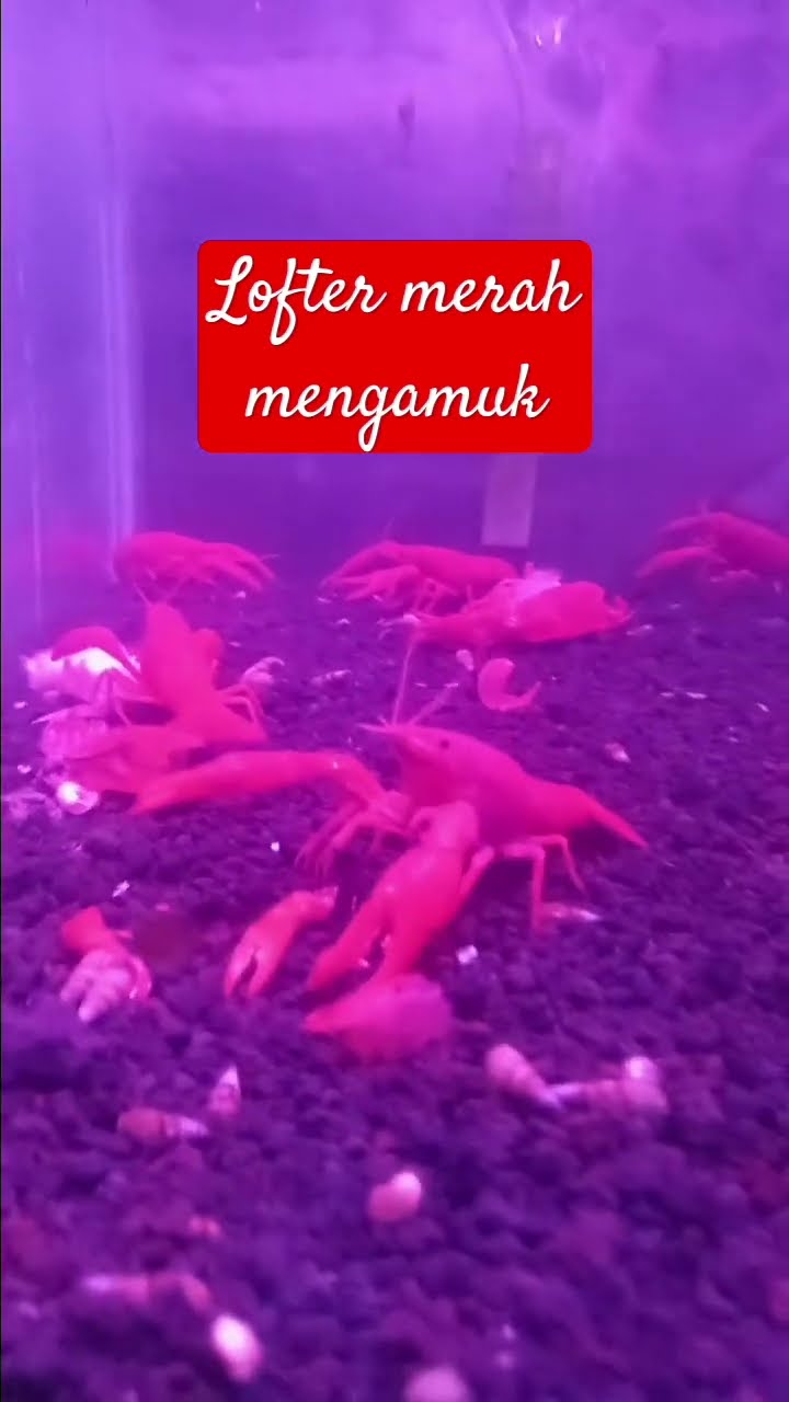 lofter merah mengamuk di israel - YouTube