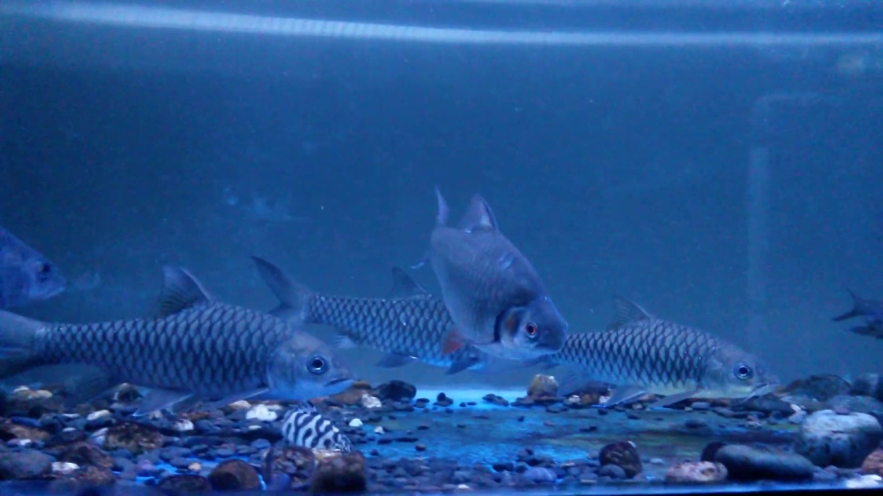 Mahseer/kelah/Ikan Dewa/bothia India/Beureum panon - YouTube