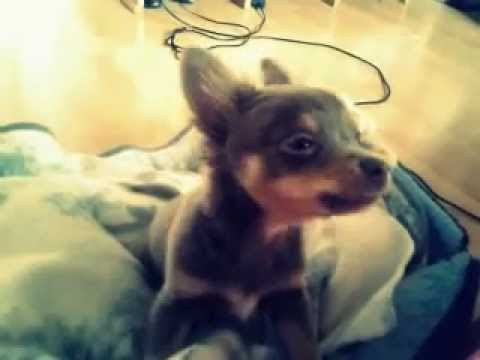 Chihuahua Puppy Crying - YouTube