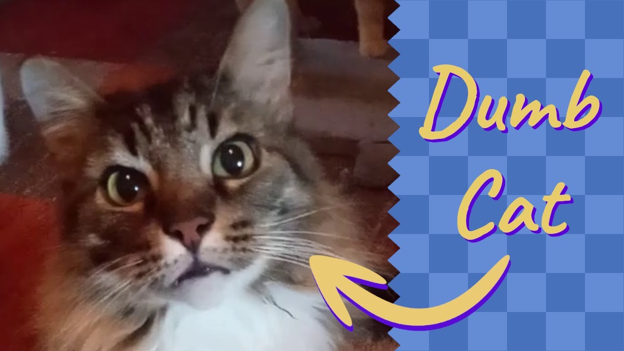 The Antics of Harry the Cat - YouTube