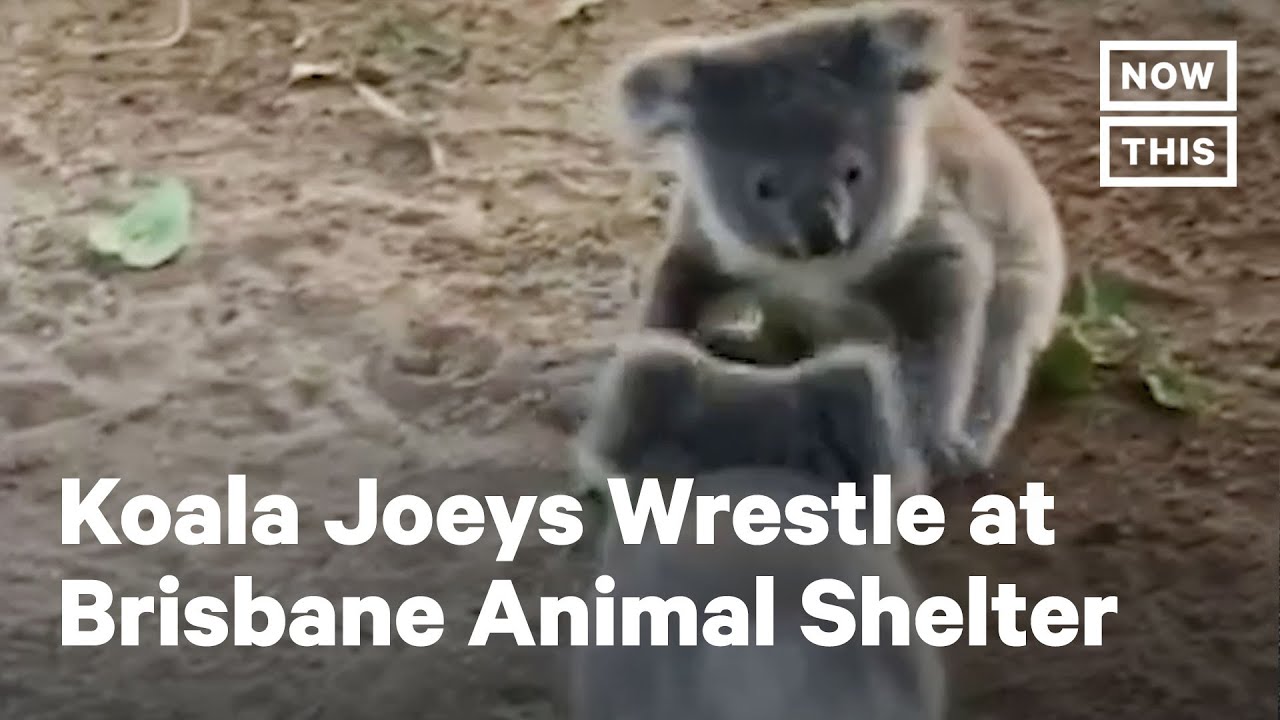 Koala Joeys Wrestle at Brisbane Animal Sanctuary | NowThis - YouTube