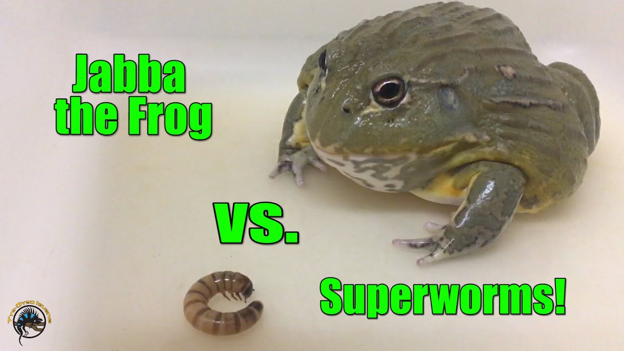 Jabba the Frog VS. Superworms! - YouTube