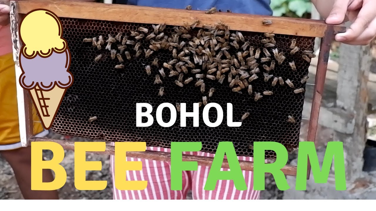 Food Vlog #7: Bohol Bee Farm - YouTube
