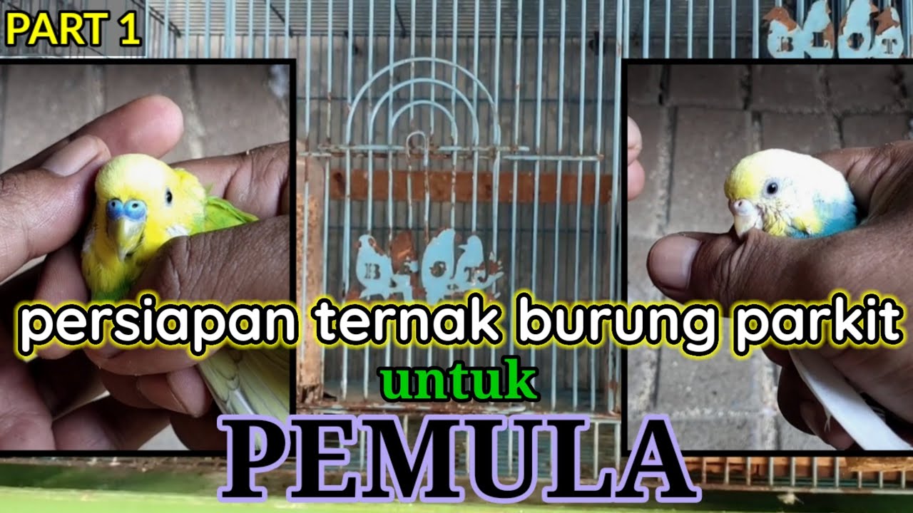 PART 1 || CARA SUKSES TERNAK BURUNG PARKIT UNTUK PEMULA #ternakburungparkit #ternakparkit # ...