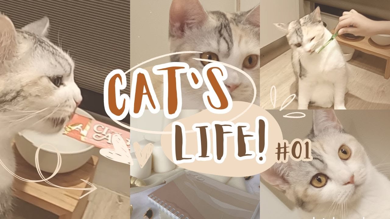 my cats daily life - YouTube