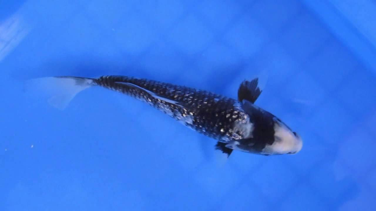 Hajiro Ginrin Kaneko 02 by A fish-fish - YouTube