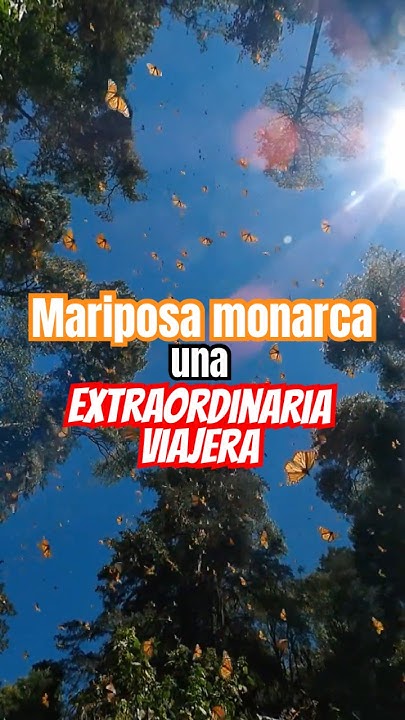 🦋 ¡MARIPOSA MONARCA: La VIAJERA Más ASOMBROSA! 🌎🚀 - YouTube