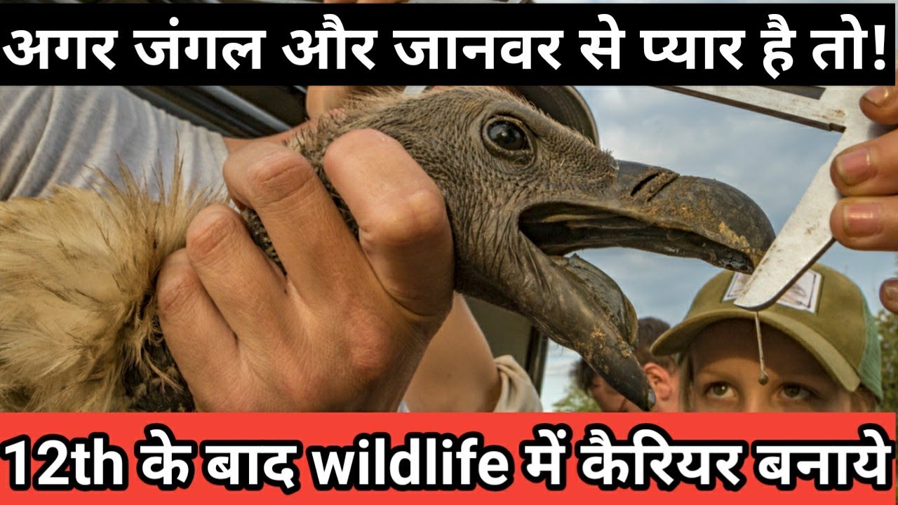 12th Wildlife Where To Study Job 12th-wildlife-where-to-study-job