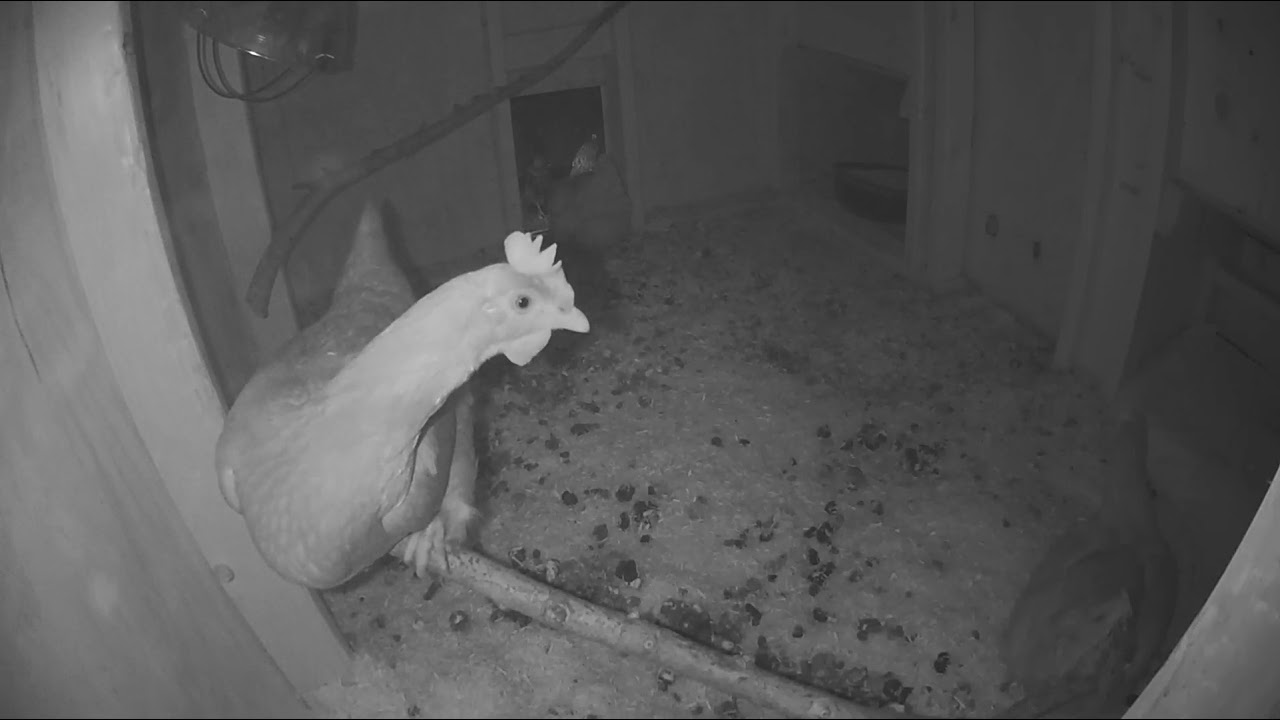Fox attacks unsuspecting hens - YouTube