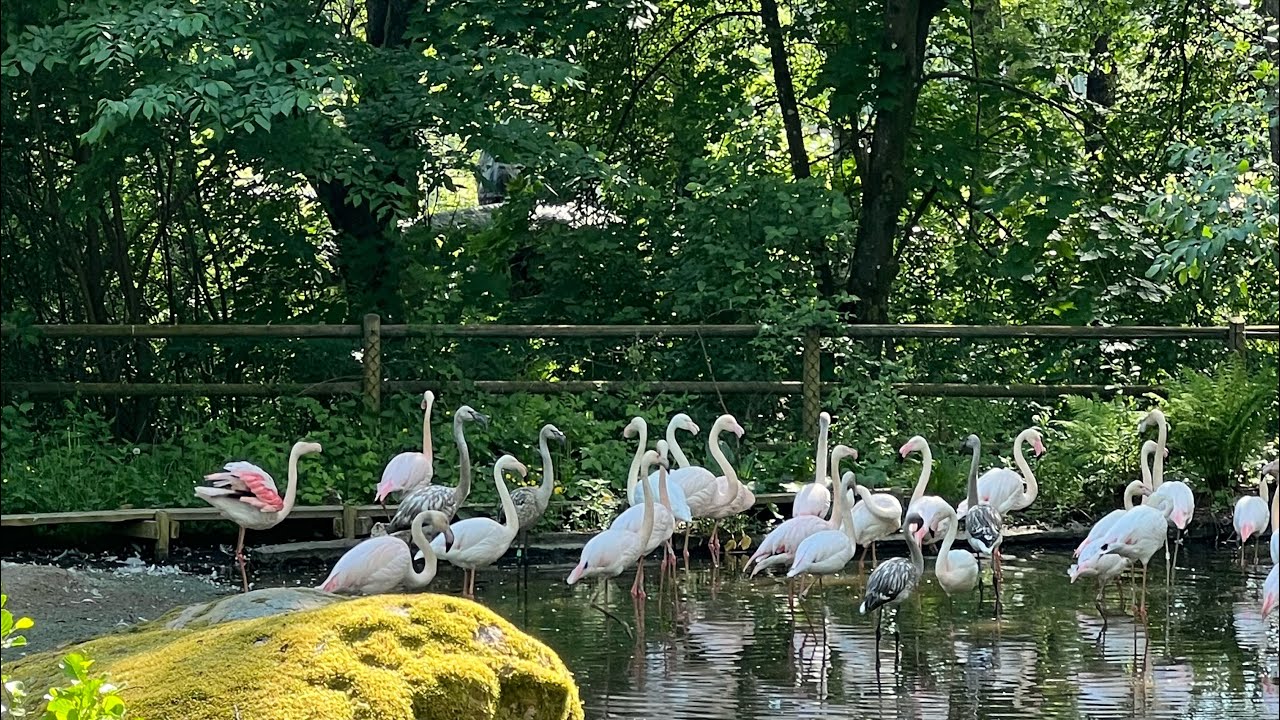 Borås Djurpark 2024 - Zoo - YouTube