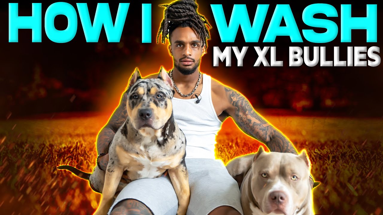 Washing My XL Bullies: A Day in the Life of Washing Ghost & Grace - YouTube