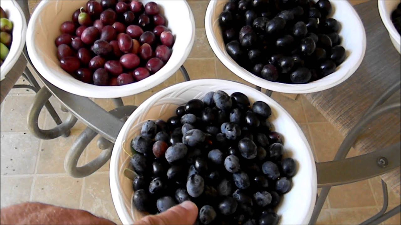 Assorted Late Season Olive Fruit Display - YouTube