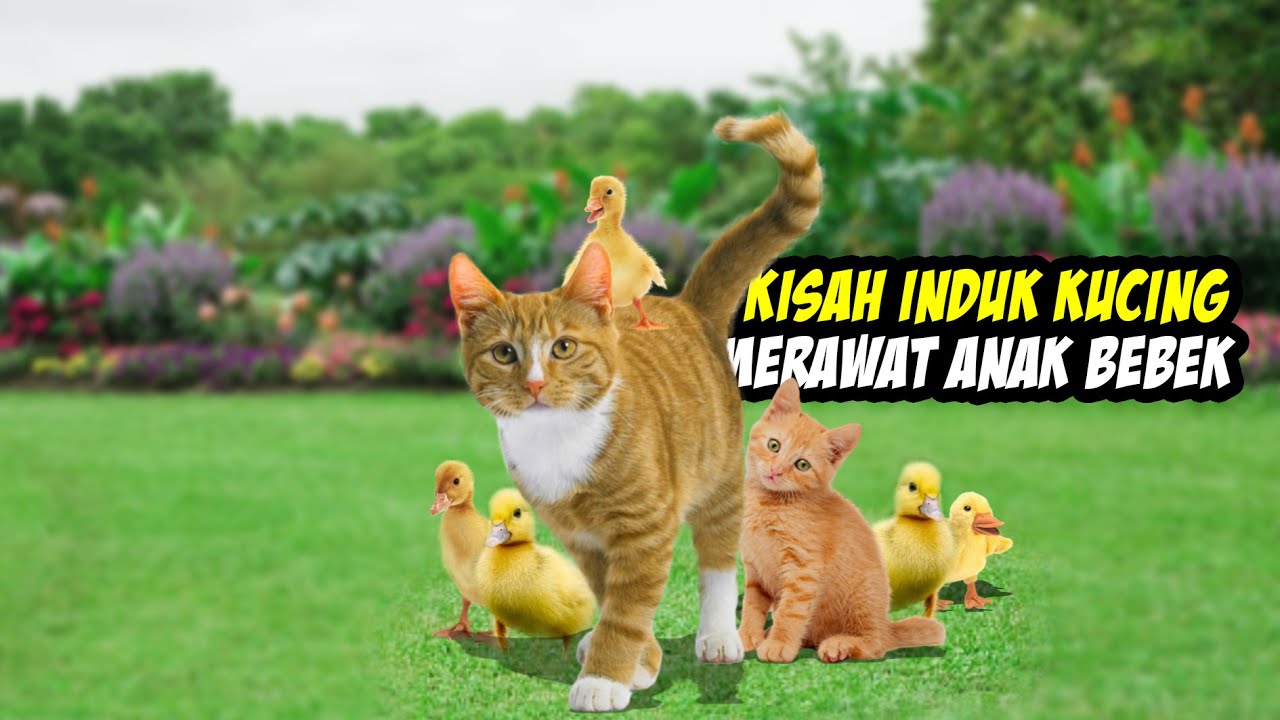 Mengharukan! Kisah Seekor Induk Kucing Merawat Anak Bebek Hingga Dewasa ...